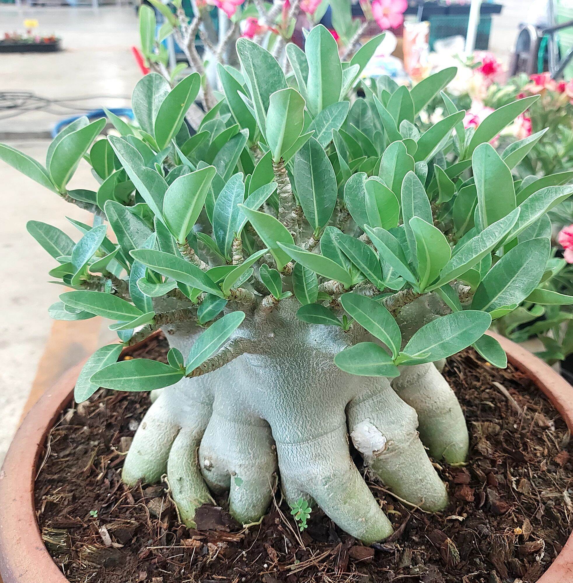 ชวนชมอราบิคั่มขนาดกระถาง6นิ้ว (ถอนจัดส่ง) | Lazada.co.th