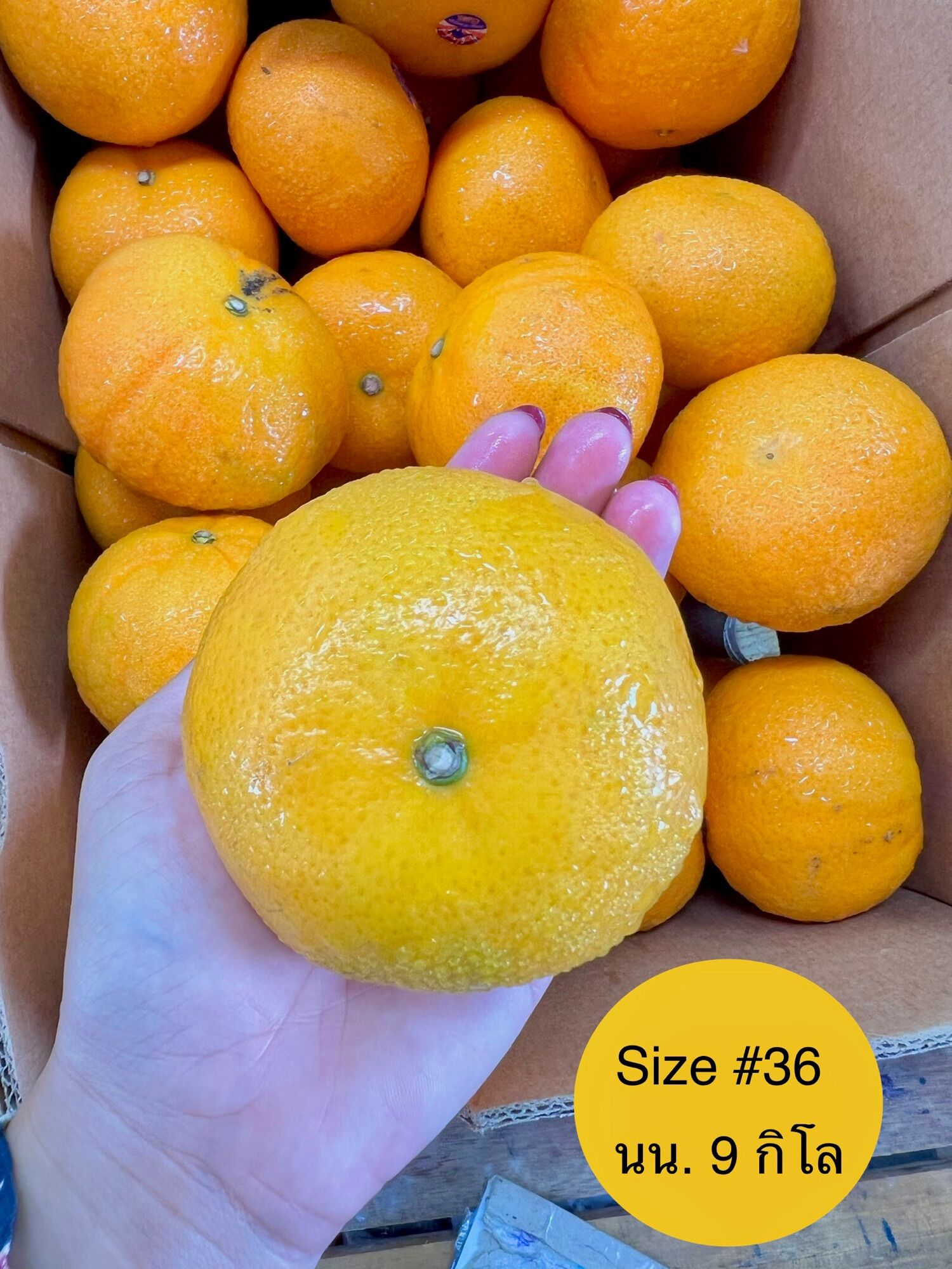 ส้มแมนดารินออสเตรเลีย 2PH 1 กิโล Phoenix Mandarin ส้มสวยๆ ลูกใหญ่ พรี ...