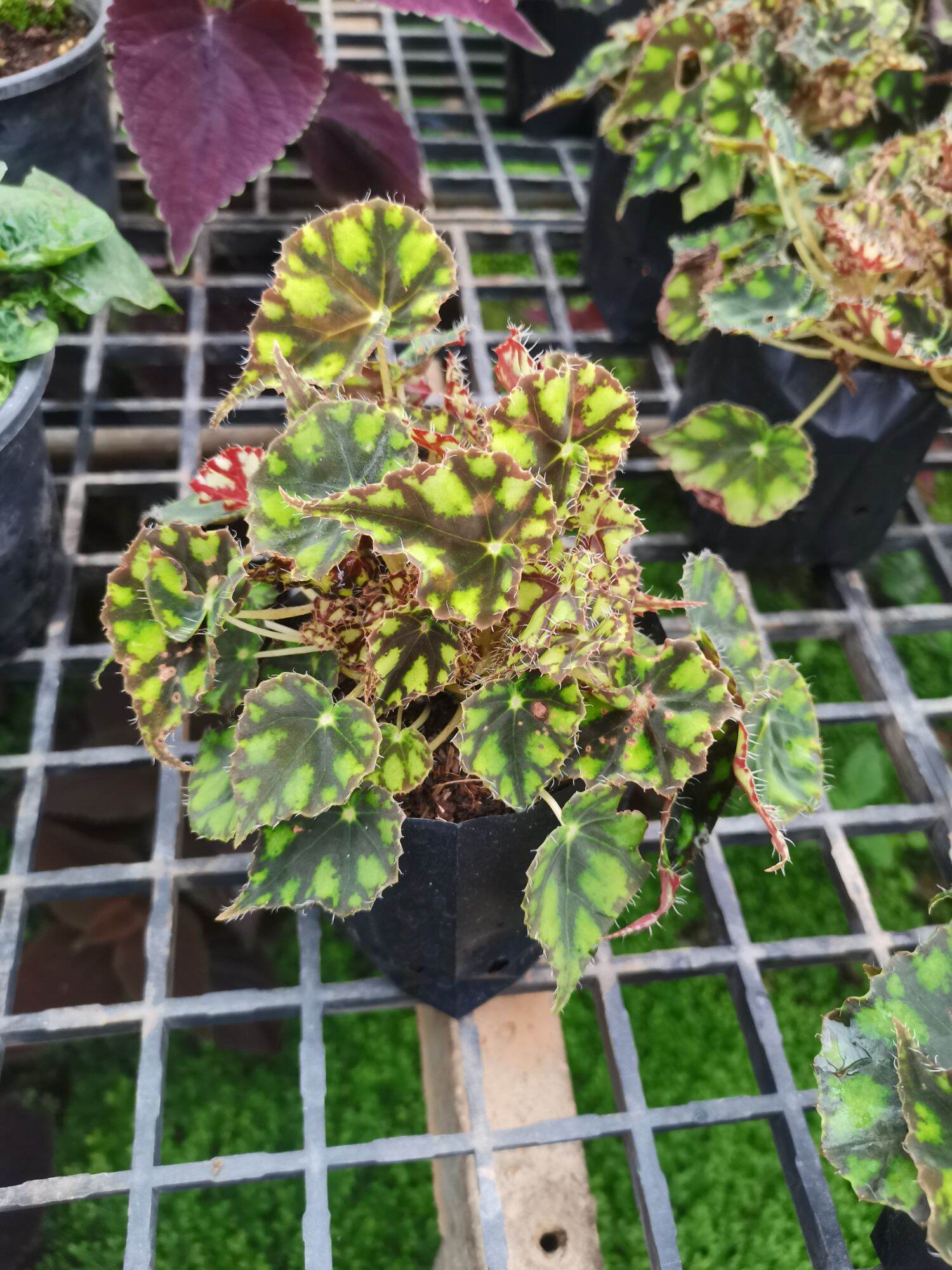 ต้นบีโกเนีย "ไทเกอร์" Begonia tiger เป็นพืชอวบน้ำ ไม้ฟอกอากาศ ใบลวดลาย ...