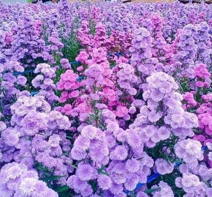 ช้อปออนไลน์ ดอกไม้ช้อปปิ้ง | Lazada Thailand