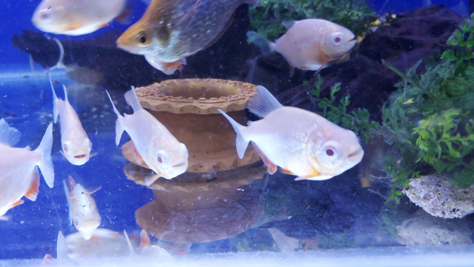 ปลาคู้เผือกตาแดง ( Albino pacu ) Size 3 นิ้วครึ่ง - Thanom shop - ThaiPick