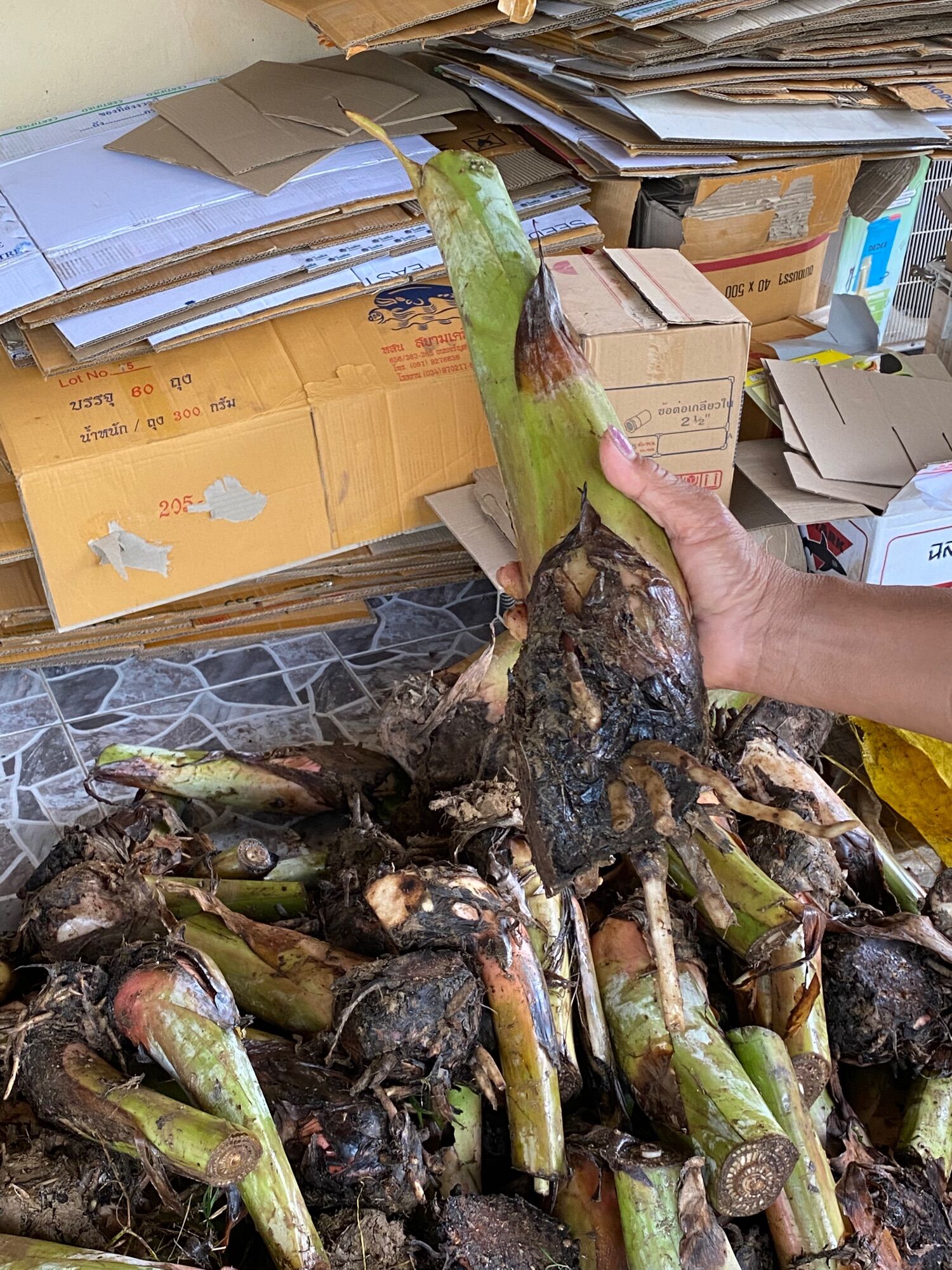 หน่อกล้วยน้ำว้าพันธุ์มะลิอ่อง ท่ายาง ขุดสดใหม่ทุกออเดอร์ (20 หน่อ ...