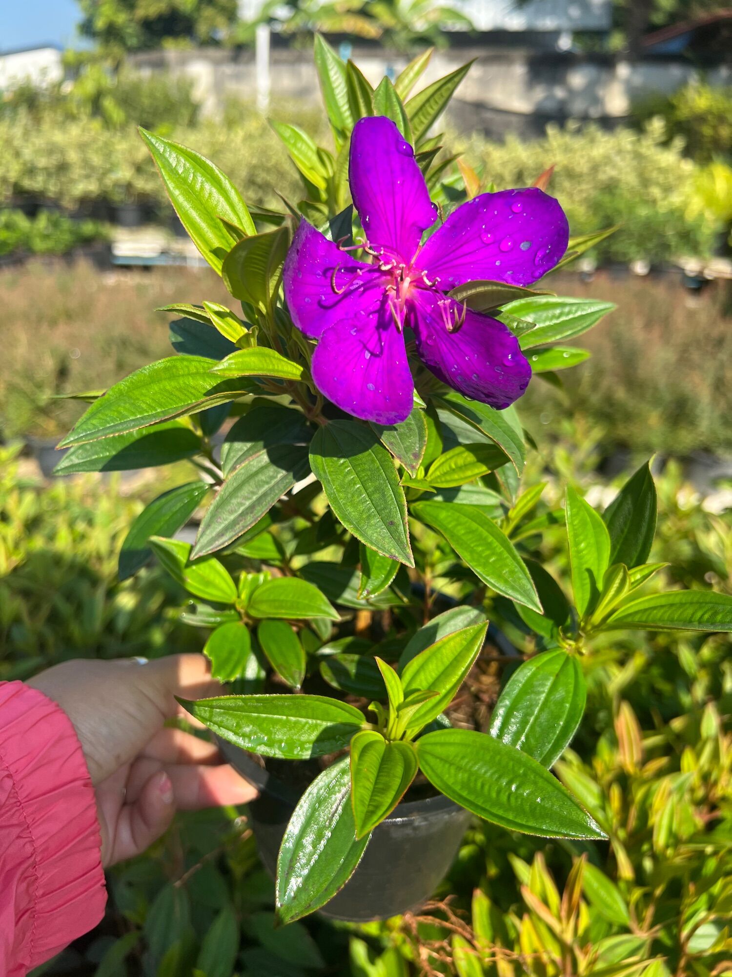 ม่วงมงคล / โคลงเคลง (Glory Bush) / ขาวมงคล ไม้มงคล กระถางขนาด 5.5 นิ้ว ...