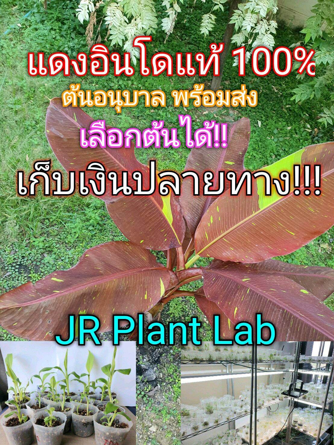 Shop online with JR Plant Lab now! Visit JR Plant Lab on Lazada.