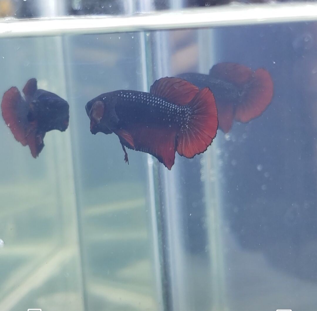 ‼️ โปรถูกสุด ๆ ปลากัดเรดคอปเปอร์ เพศผู้ อายุ 3 เดือน g7 - oni_fish_farm ...