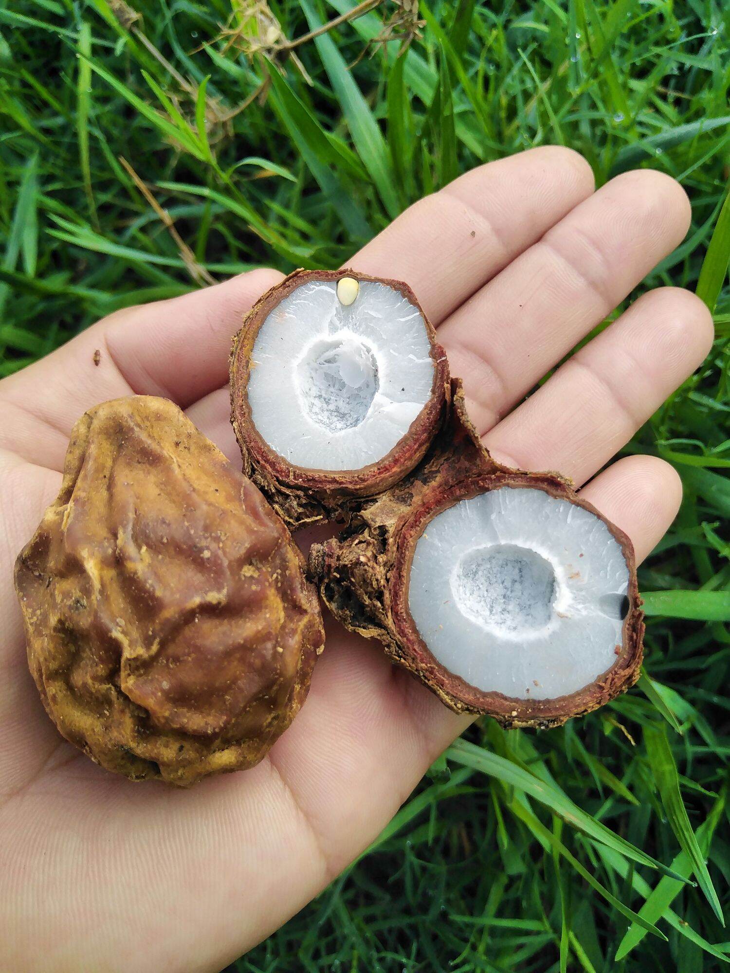 เมล็ดพันธุ์ลานบ้านหรือลานวัด (Corypha umbraculifera seeds) - เดลต้า การ ...