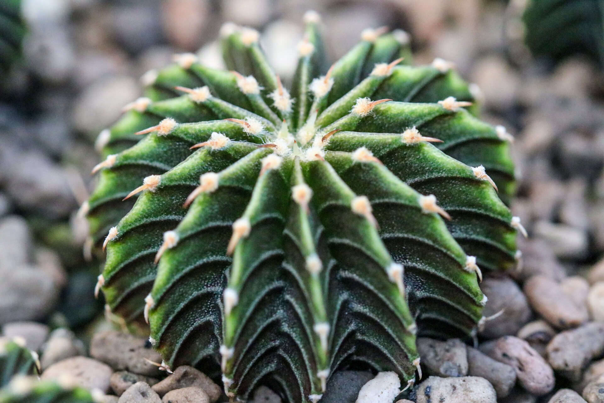 LB2178 LB2178 แท้ | Lazada.co.th