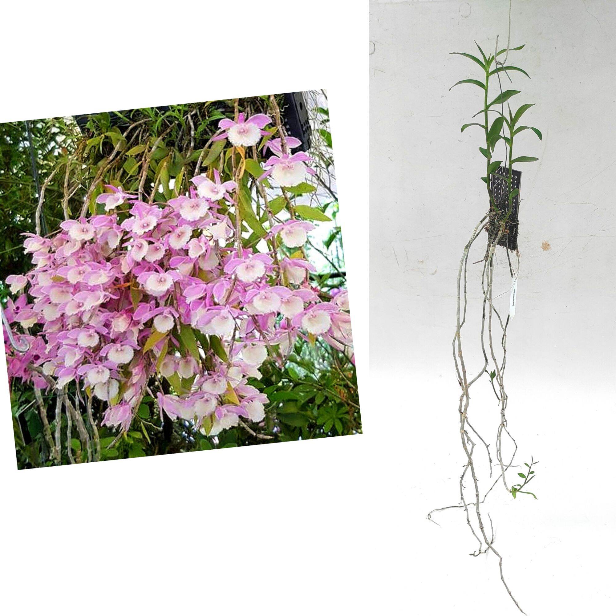 กล้วยไม้เอื้องงวงช้าง กล้วยไม้ป่าดอกสวยหวาน Dendrobium aphyllum (Roxb.) C.E.C.Fisch. | Lazada.co.th