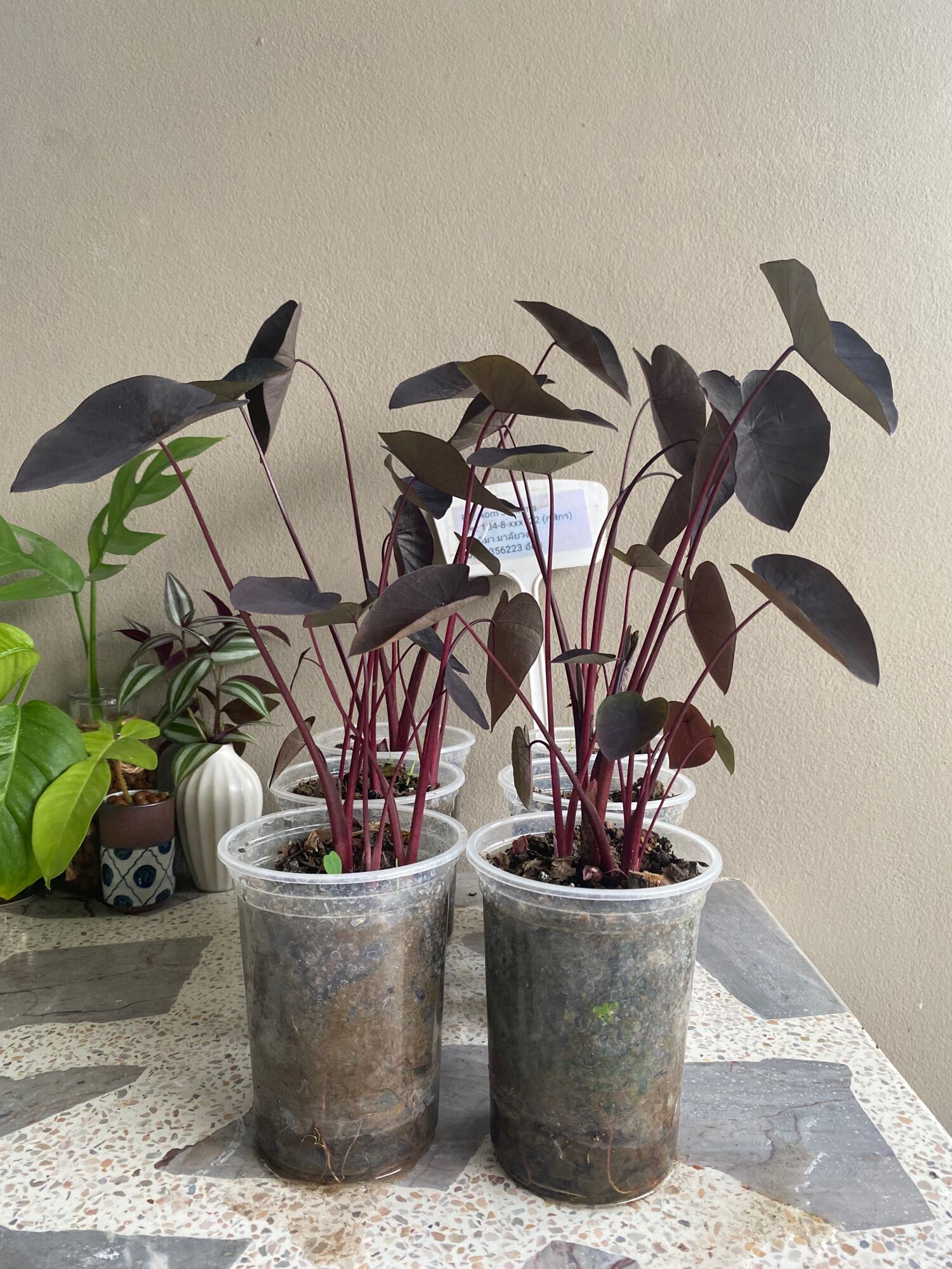 Colocasia Black Ripple (แบล็คริปเปิ้ล) ,บอน ชำนานแล้ว รากแน่นๆ - อ้อม ...