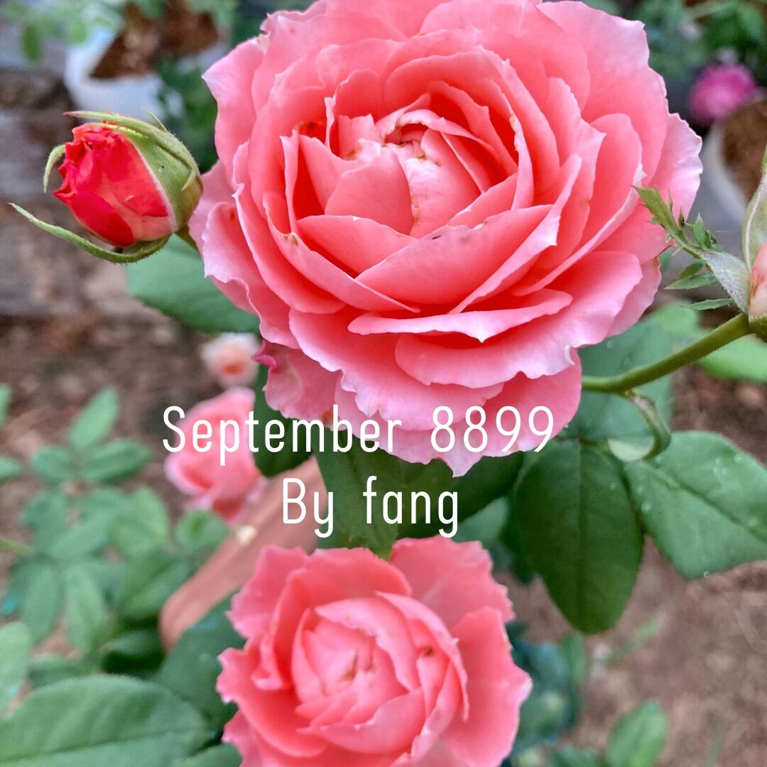 กุหลาบปริ้นซ์เซสซากุระถุงขาว (Princess Sakura Rose) เป็นกุหลาบพุ่มเล็ก ...