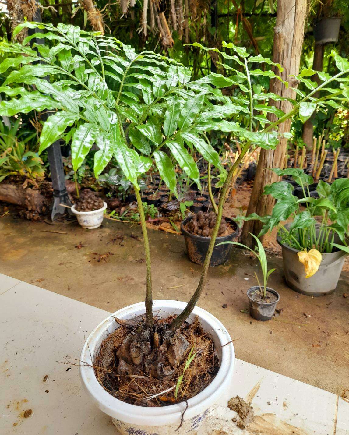 เฟิร์นกีบแรด,เฟิร์นกับม้า ไม้ประดับสวน สมุนไพรหายาก พร้อมจัดส่งจัดส่งแบบกระถาง 6 นิ้ว | Lazada.co.th