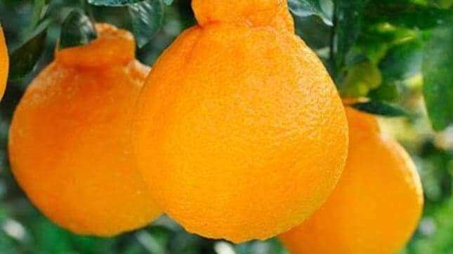 ต้นส้มเดกาปอง ส้มเดโกปอง รสหวานหอม แบบเสียบยอด - red_tree - ThaiPick