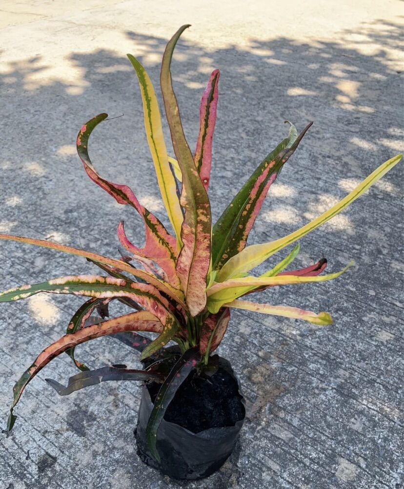 โกสนเจ้าสัว (Thai Croton) (ถุงชำ 4”) | Lazada.co.th