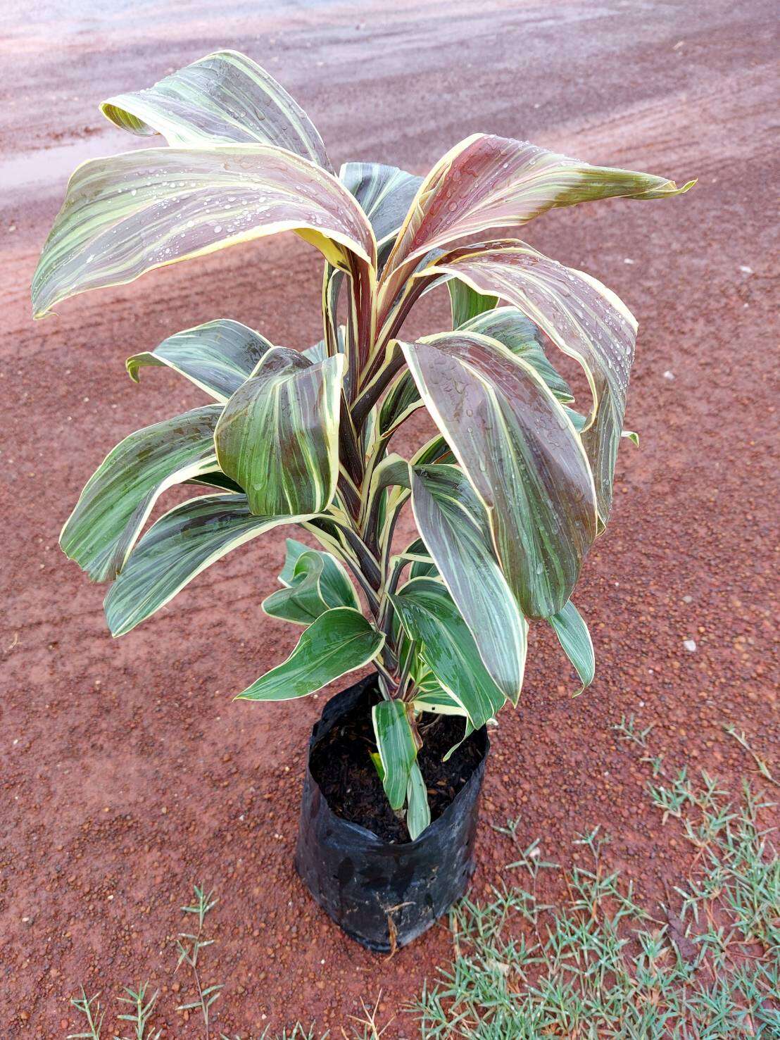 ต้นหมากผู้หมากเมีย ช็อกโกแลต ขนาด50-60ซม.ไม้ประดับไม้มงคล | Lazada.co.th