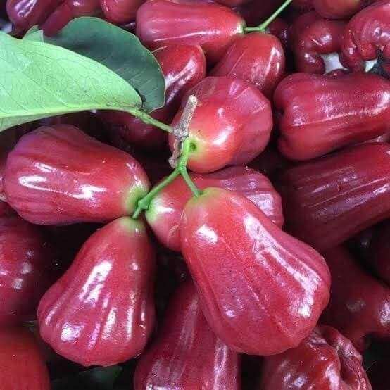 ต้นชมพู่ทับทิมจันทร์ ผลใหญ่เนื้อหวานกรอบ แบบกิ่งตอน - red_tree - ThaiPick