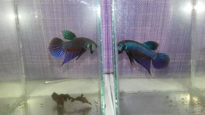 ปลากัดสีน้ำเงิน ชาย1 ตัว ปลากัดตัวจริง ปลากัด Betta - PPร้านปลากัด - ThaiPick