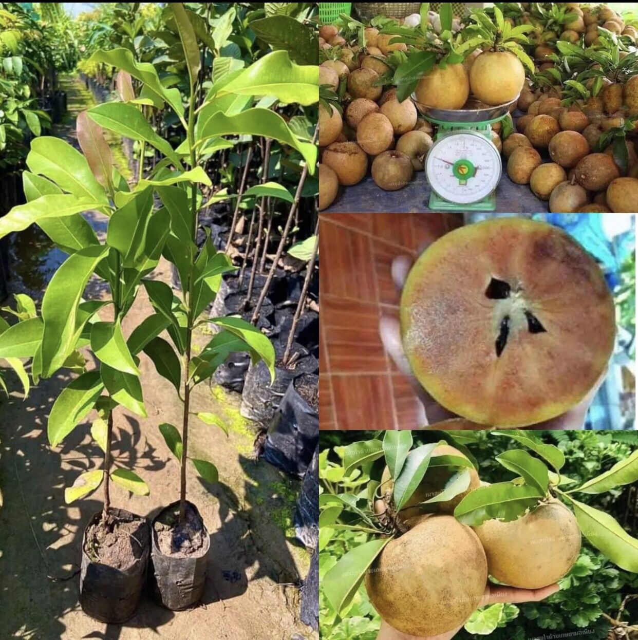 ต้นละมุดสาลี่ยักษ์ หวานหอม ผลใหญ่ ขนาด 40-60 cm | Lazada.co.th