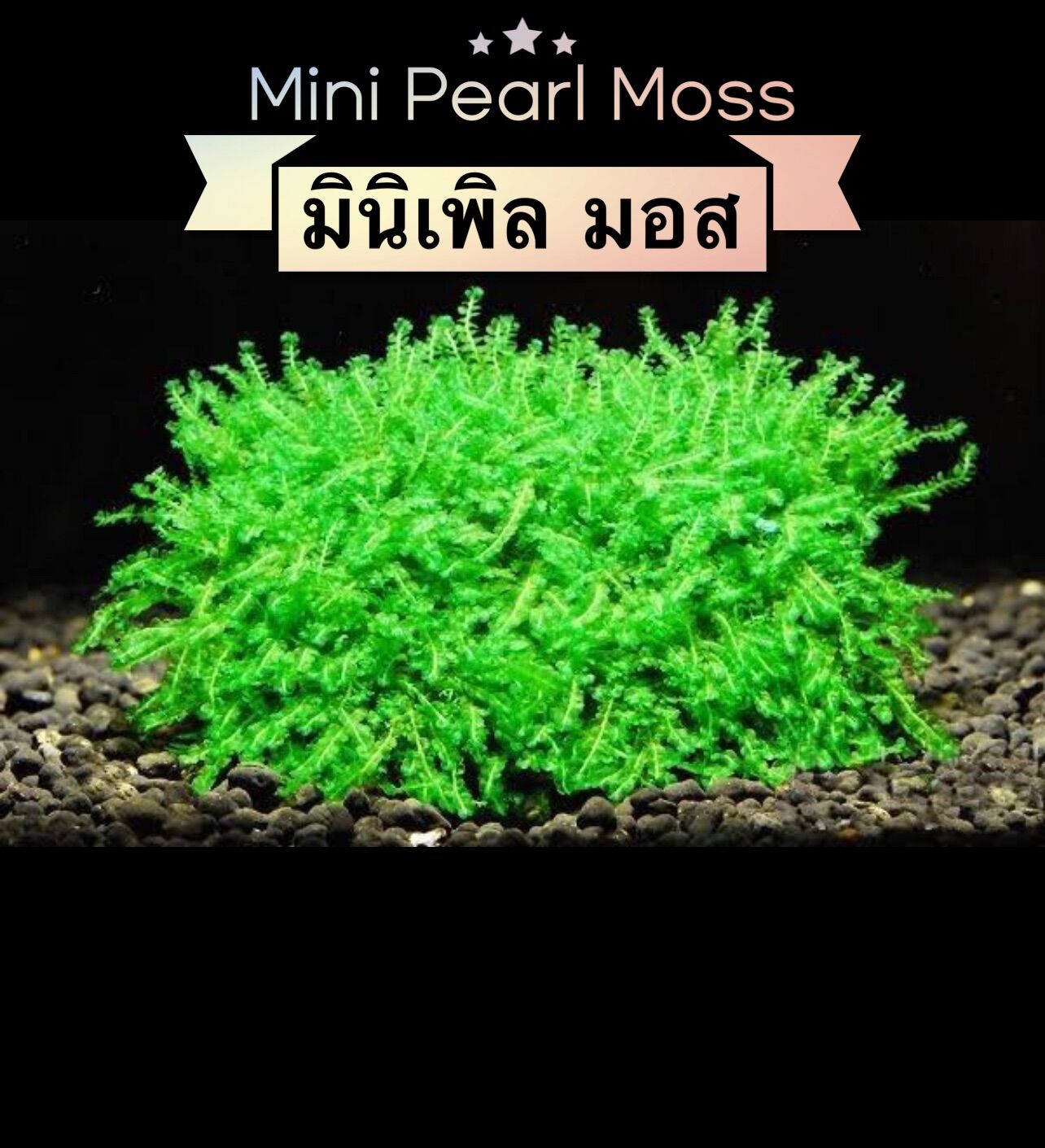 Mini Pearl Moss มินิเพิล มอส มอสตกแต่งตู้ปลา ตู้ไม้น้ำ พันตะแกรง และ ...