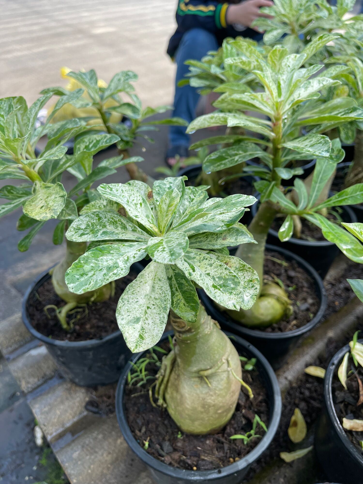 ชวนชมด่าง Adenium obesum (Fosk.) ไม้มงคล พร้อมส่งกระถาง 5-6 นิ้ว ...