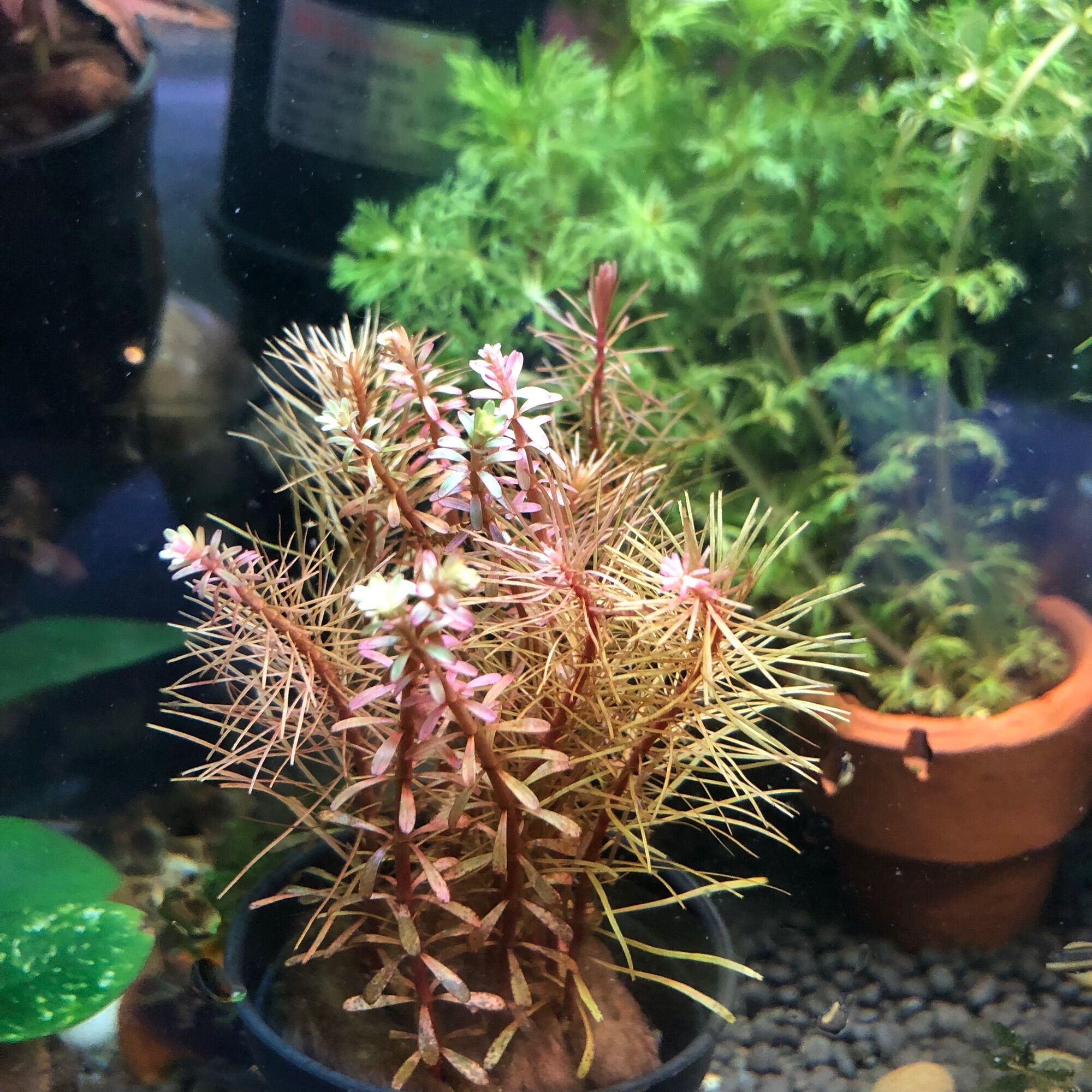 Rotala Wallichi (Red) โรทาร่าวาลิชี่แดง 4กิ่ง 45 บาท ใบน้ำเป็นฝอยเล็กสี ...