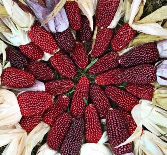 เมล็ดพันธุ์ ข้าวโพด สตรอเบอรี่ ป็อปคอร์น (Strawberry Corn Seed) บรรจุ ...