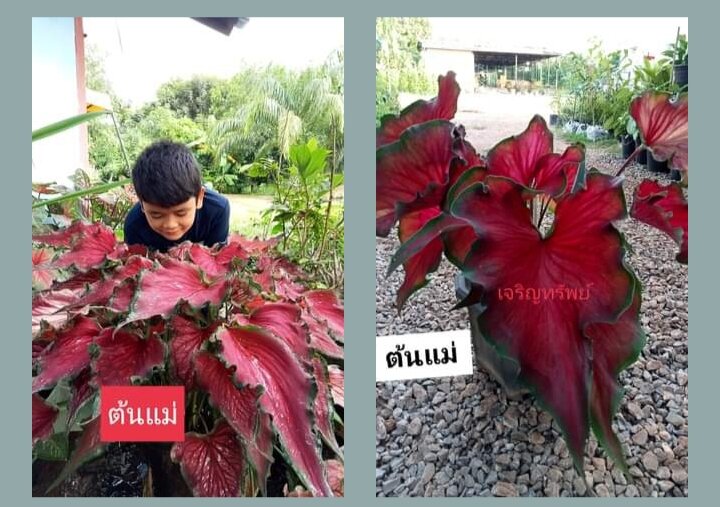 ปีกกินรี+ฮองเฮา🔥จัดชุดพิเศษแพคคู่🔥ส่งเป็นต้นไซส์กระถาง4" | Lazada.co.th