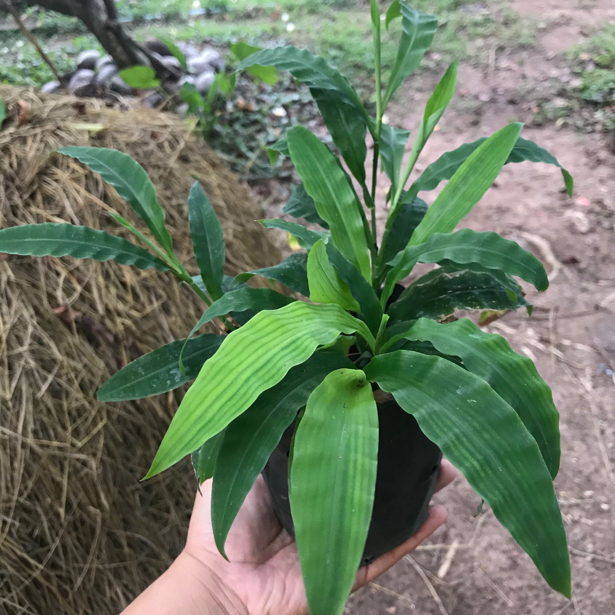 หญ้ารีแพร์ หญ้าฮียุ่ม (Barbed grass) สมุนไพรคืนความสาว หญ้ารีแพสด พร้อม ...
