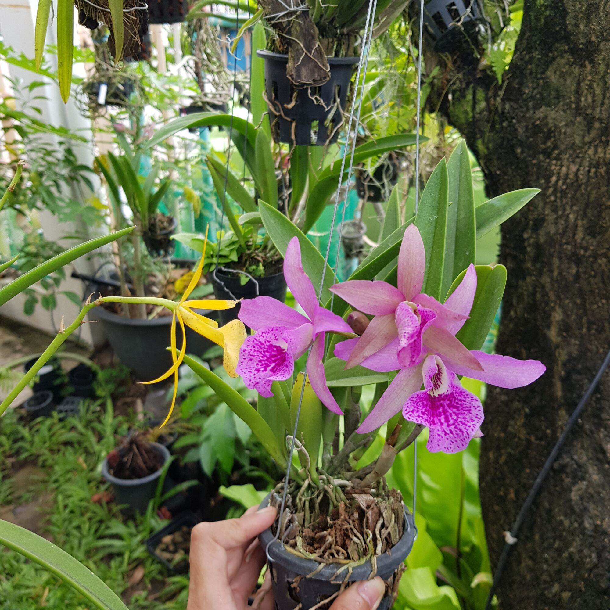 กล้วยไม้แคทลียา ไมไก มายูมิ Cattleya mayumi ติดดอกทุกต้น - peggingduck - ThaiPick