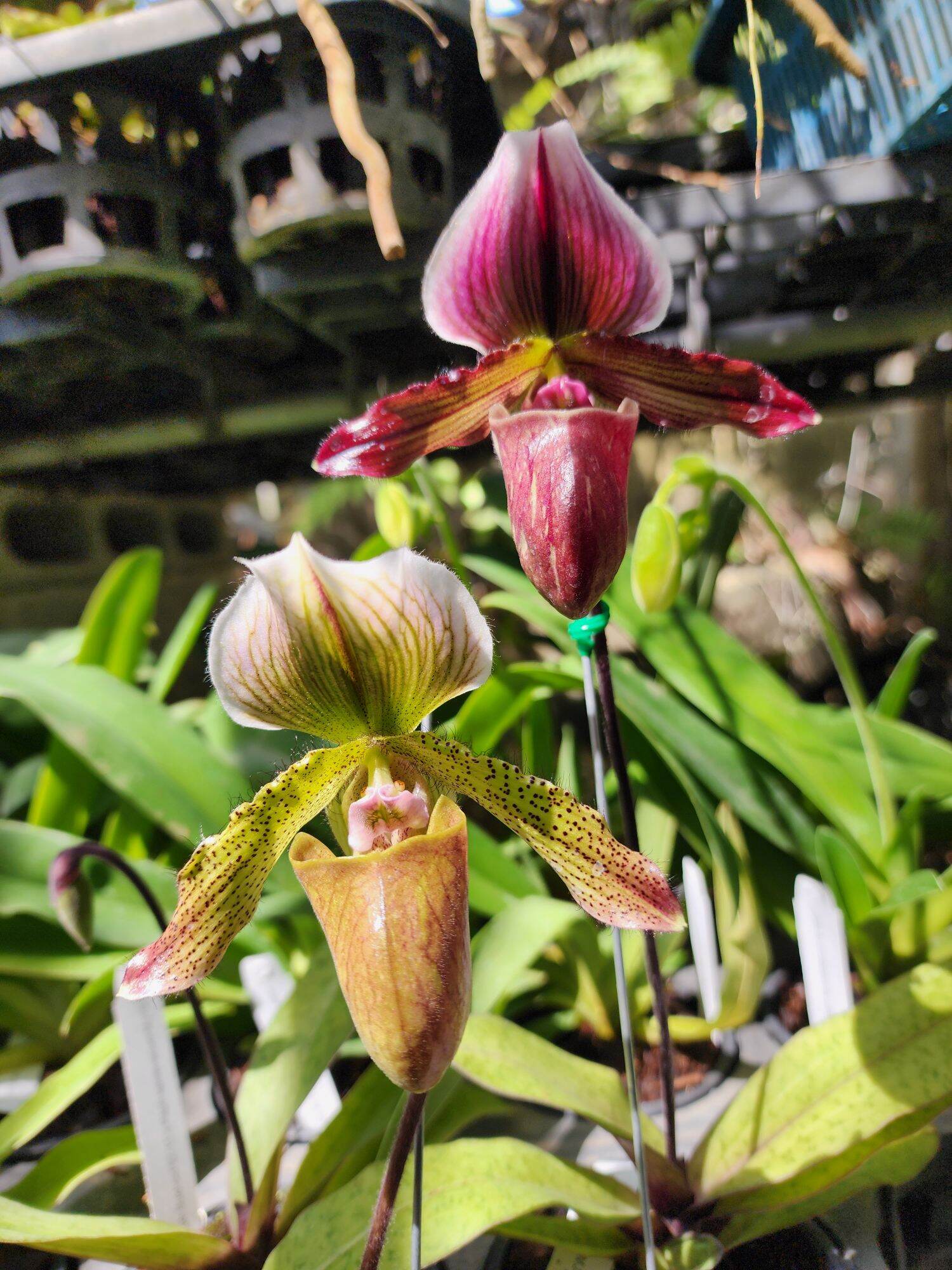 Paph.sukhold ×' Paph.spicerianum ขนาดกระถาง 4 นิ้ว มีดอก | Lazada.co.th