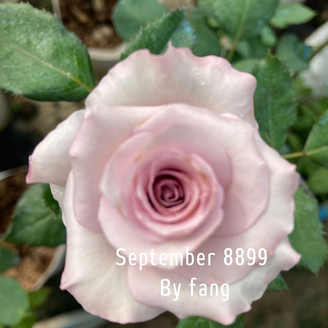 กุหลาบซิลเวอร์ เพลท silver plate rose กุหลาบสีชมพูอมเทาๆสีพาสเทล สวย ...