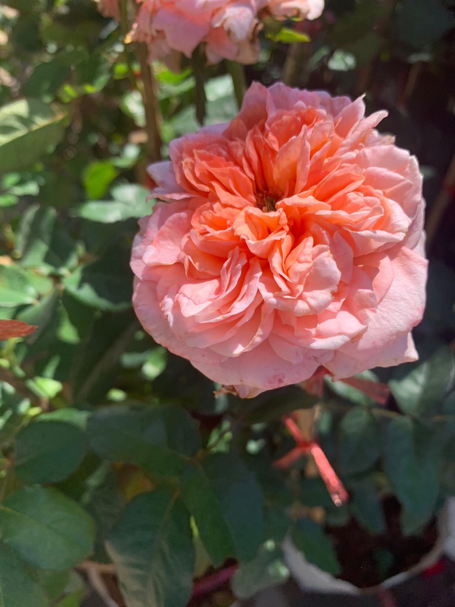 ต้นกุหลาบ สีโอรส กุหลาบเลื่อย (seoul emmanuelle rose) พุ่มสูง 70-80 ซม. ...