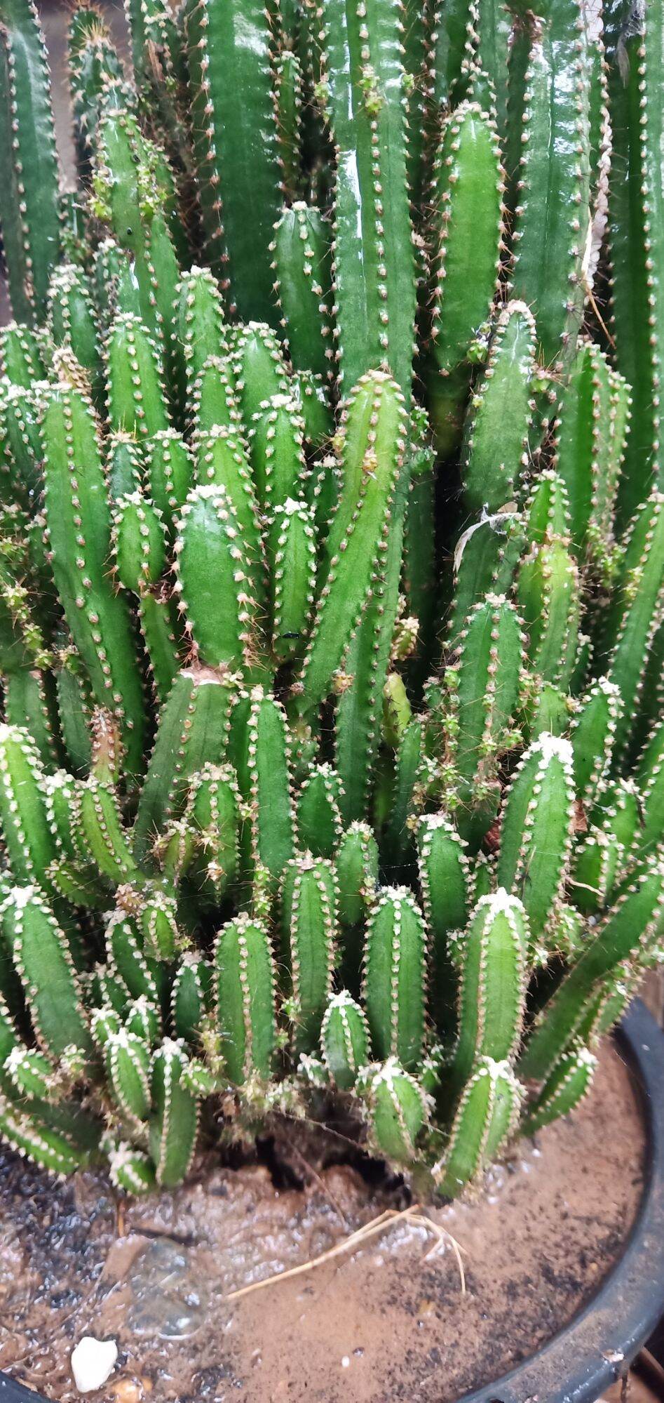 Ratly ประเทศไทย ร้านค้าออนไลน์อย่างเป็นทางการ | ช้อปเลยบน Lazada