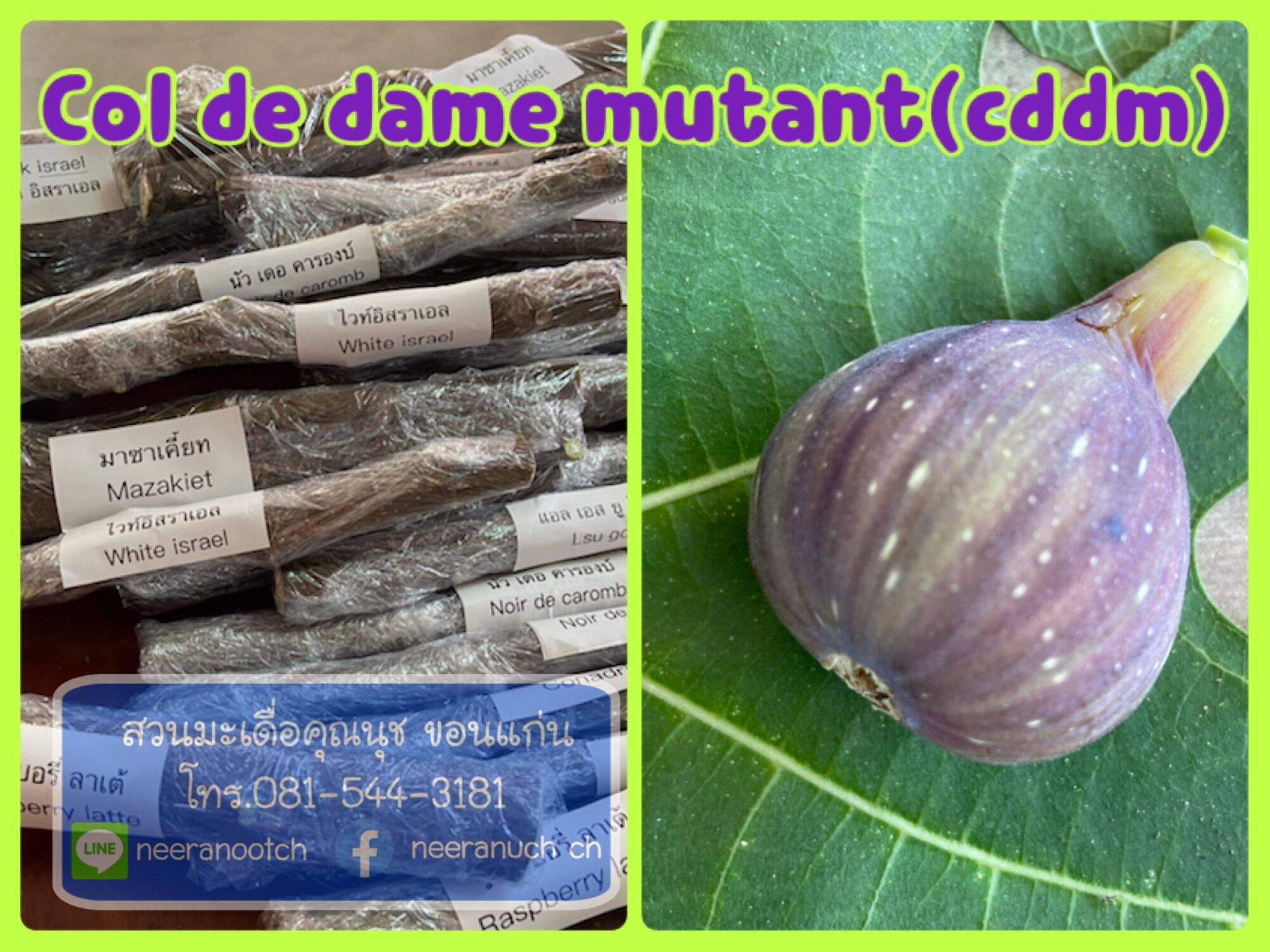 กิ่งสดมะเดื่อฝรั่ง cddm ชุดละ 4 กิ่ง / cddm fig,4 cuttings | Lazada.co.th