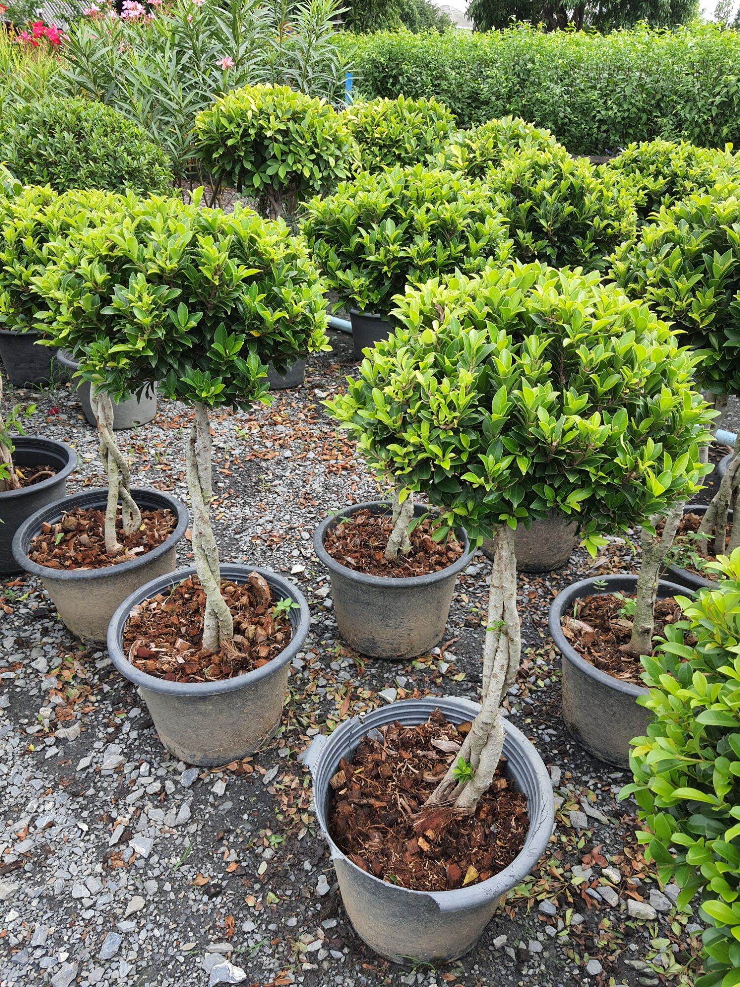 ต้นไทร คอมแพค ไทรคอมแพคฟอร์มสวยที่สุด ไม้ดัด ไม้บอนไซ สูง 1เมตร จัดส่ง ...