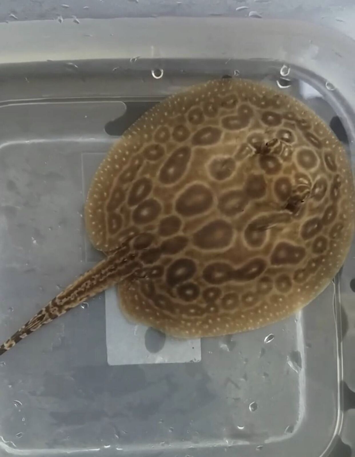 ปลากระเบน Pearl ray ไซร้ 4.5-5นิ้ว - Happy farm 2 - ThaiPick