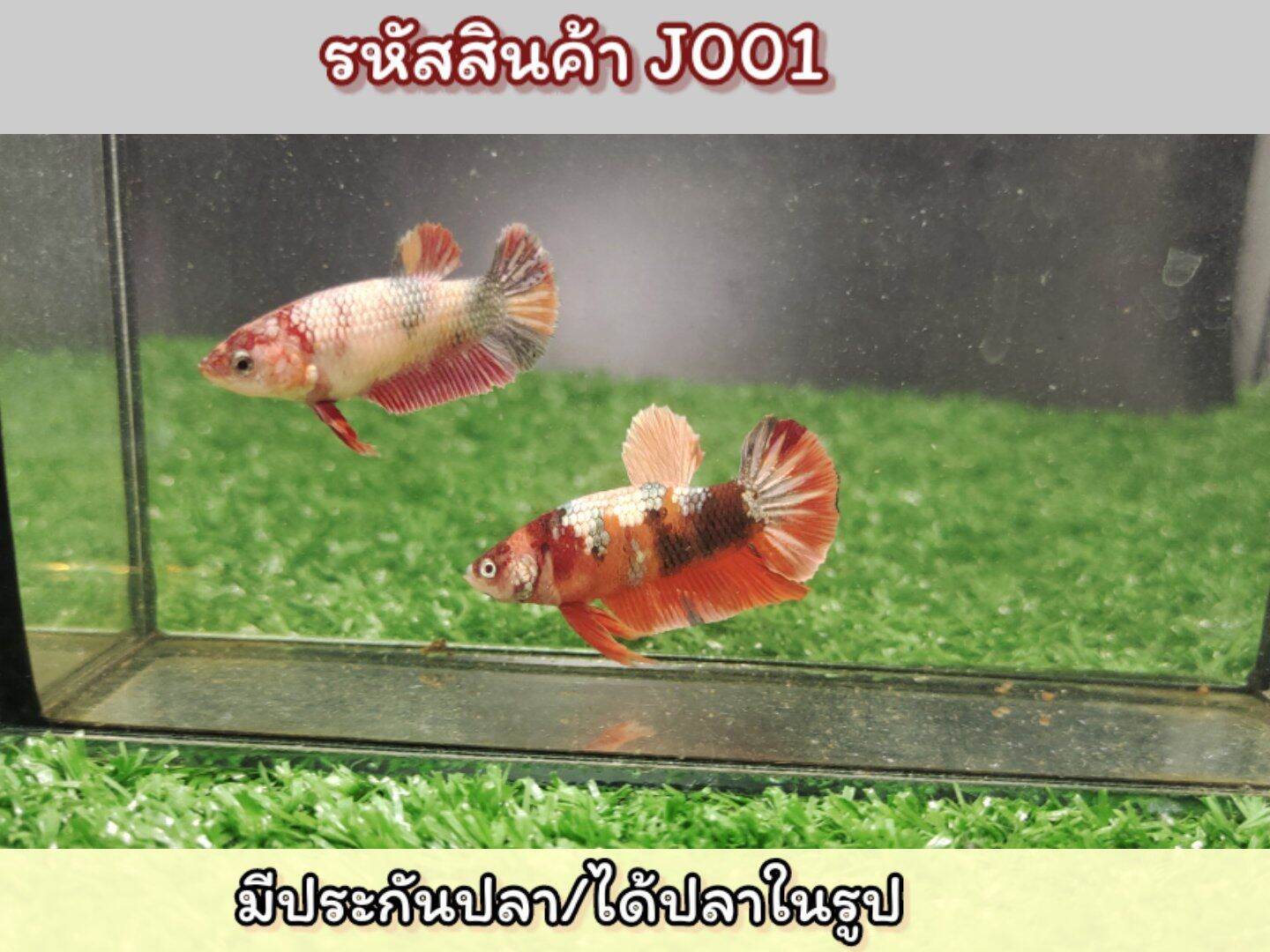 ‼️ โปรถูกสุด ๆ ปลากัดแฟนซี เพศผู้ อายุ 3 เดือน a8 - oni_fish_farm ...