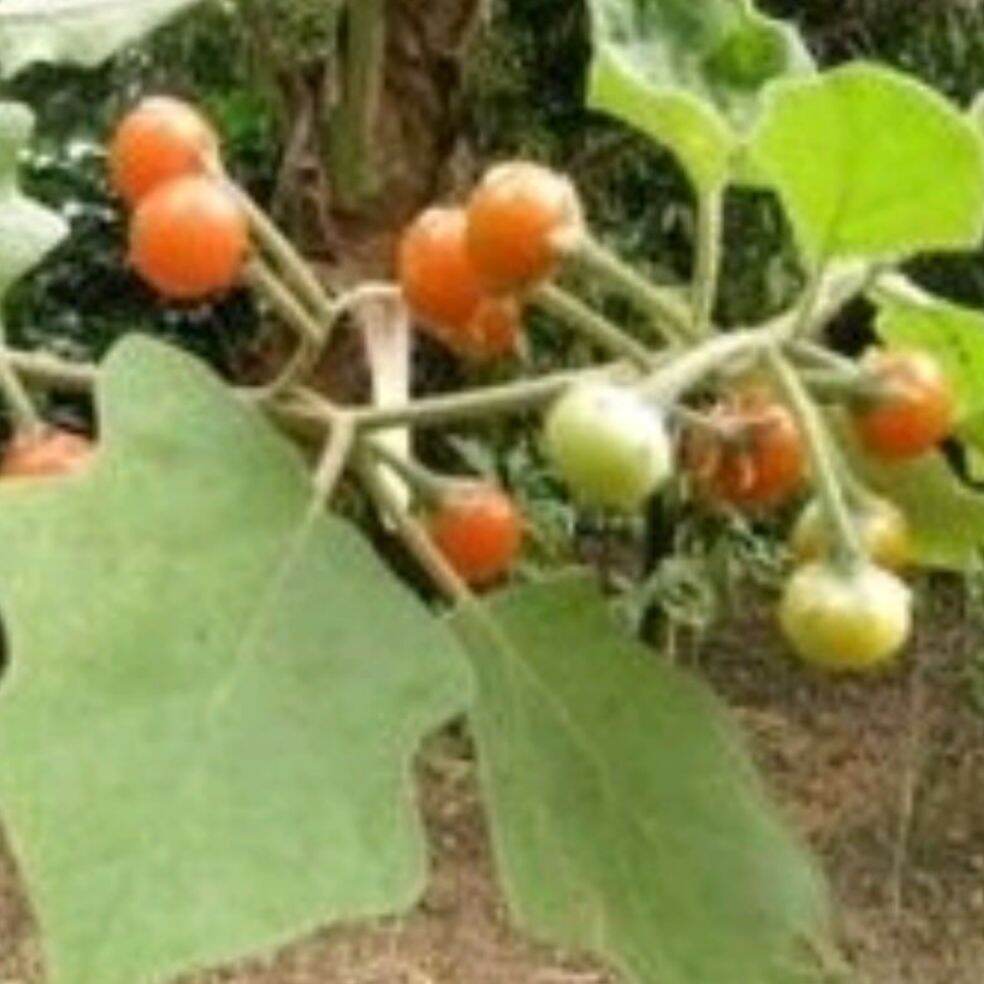 เมล็ดพันธุ์มะแว้งขม (สำหรับเพาะพันธ์) 70. เม็ด 50 บาท | Lazada.co.th