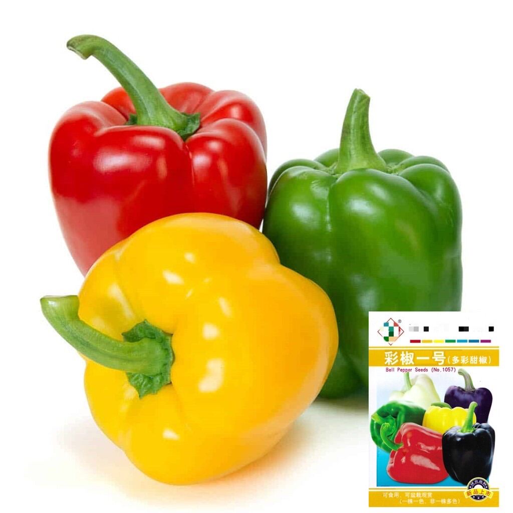 พริกหวาน พันธ์ุนำเข้าคละสี Bell Pepper Color Mix Original สายพันธุ์ OP ...