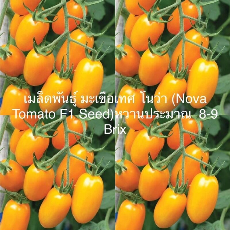 เมล็ดพันธุ์ มะเขือเทศ โนว่า ( Nova Tomato F1 Seed ) หวานประมาณ 8-9 Brix ...