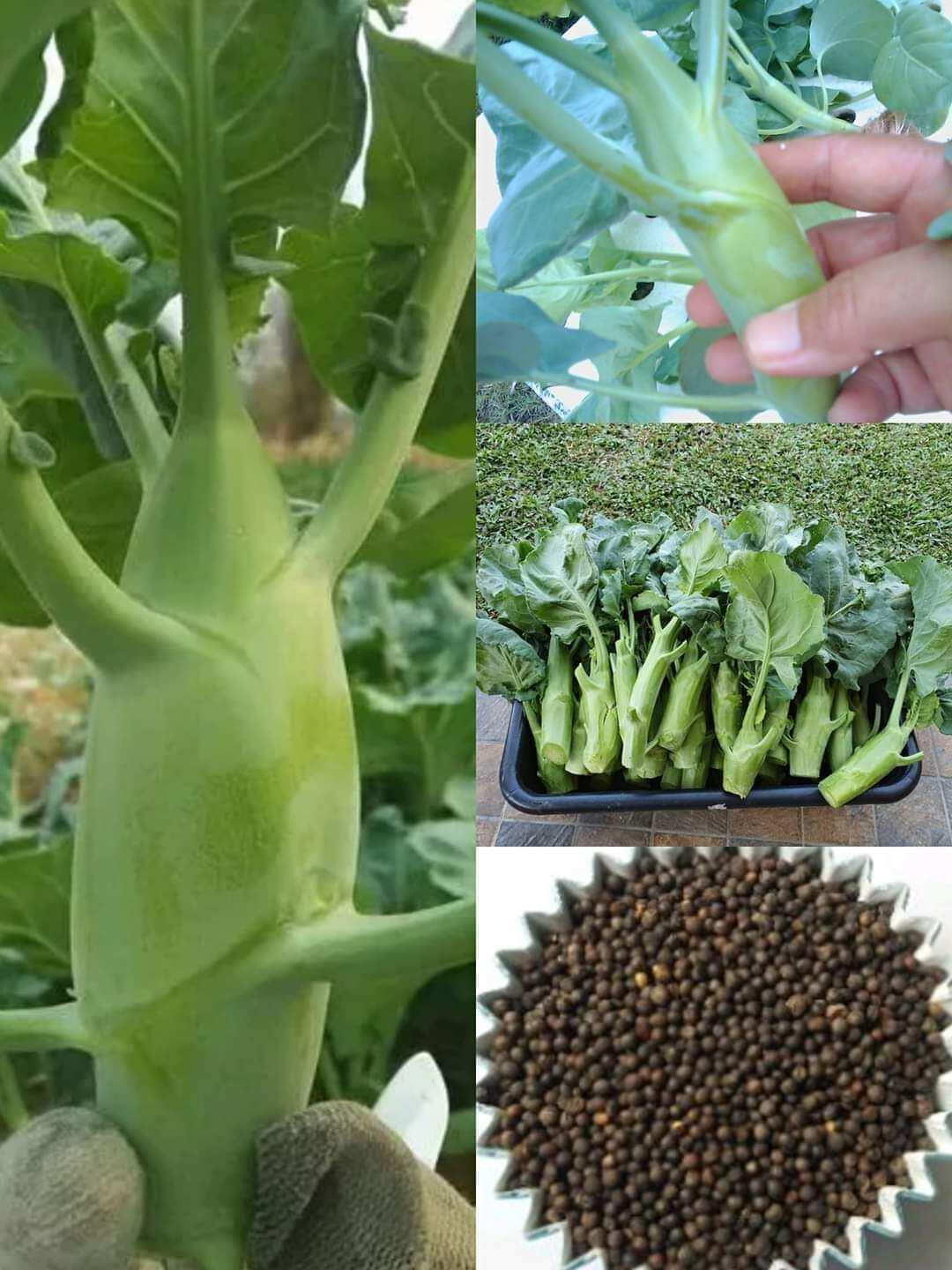 คะน้าเห็ดหอม บรรจุซองละ500เมล็ด35บาท | Lazada.co.th