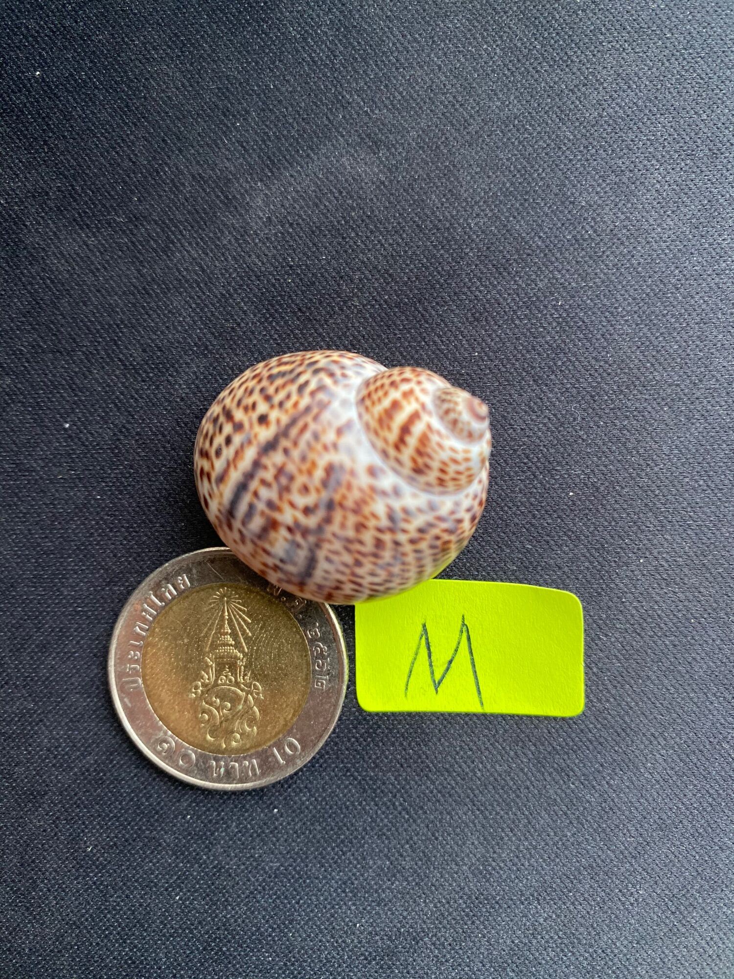 seashells spotted sea snail หอยทากทะเล niao dan 3cm | Lazada.co.th