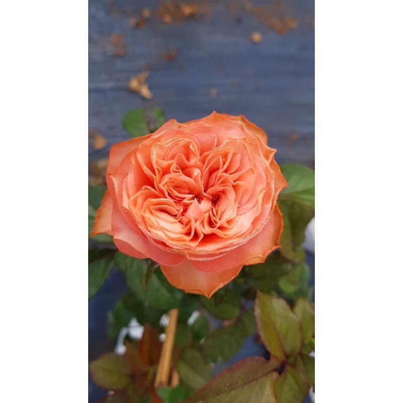 กุหลาบสีส้ม คาฮาร่า(kahala rose) กุหลาบตัดดอกหายากมาก | Lazada.co.th