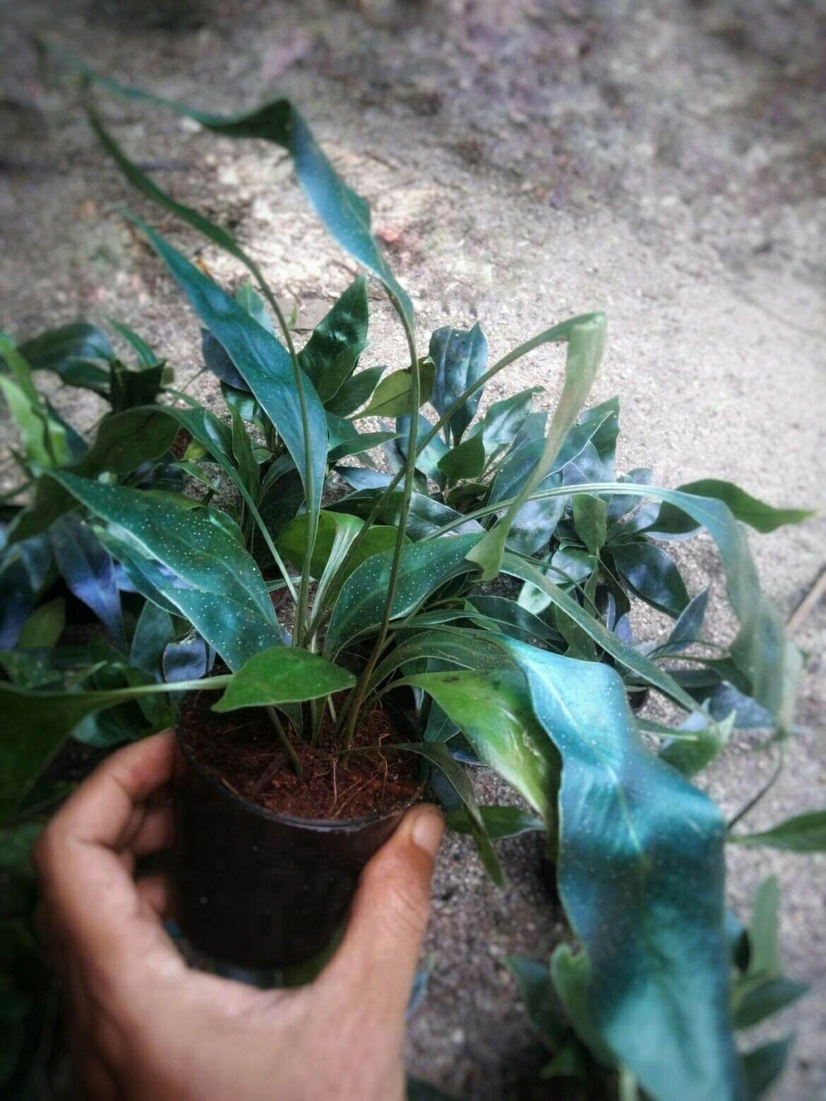 เฟิร์นปีกแมลงทับสยาม Microsorum siamensisเฟิร์นพันธุ์ใหม่ของโลก ไม้ ...