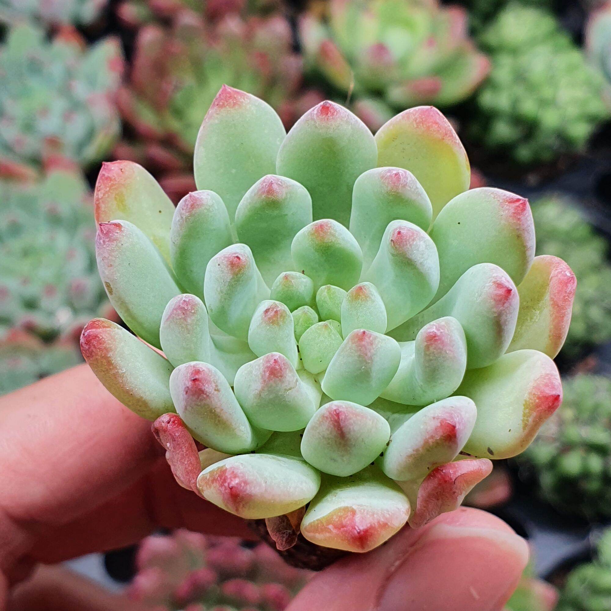 Sedeveria blue elf ไม้อวบน้ำ กุหลาบหินนำเข้า succulents cactus แคคตัส ...