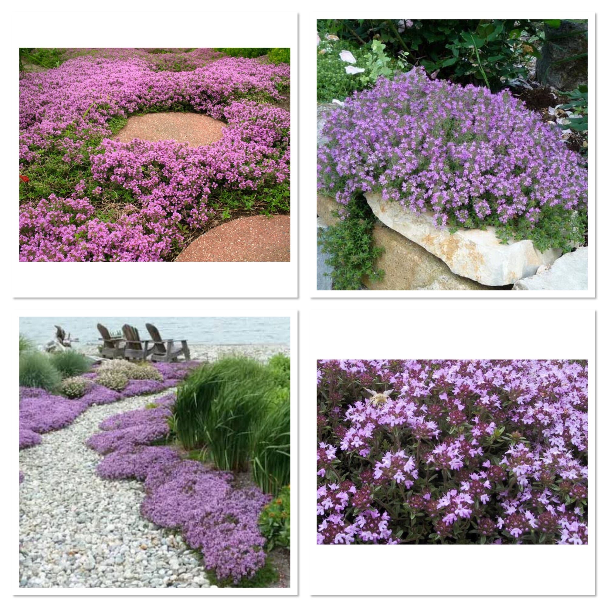 เมล็ดพันธุ์ ไทม์เลื้อย (Creeping Thyme) บรรจุ 100 เมล็ด | Lazada.co.th