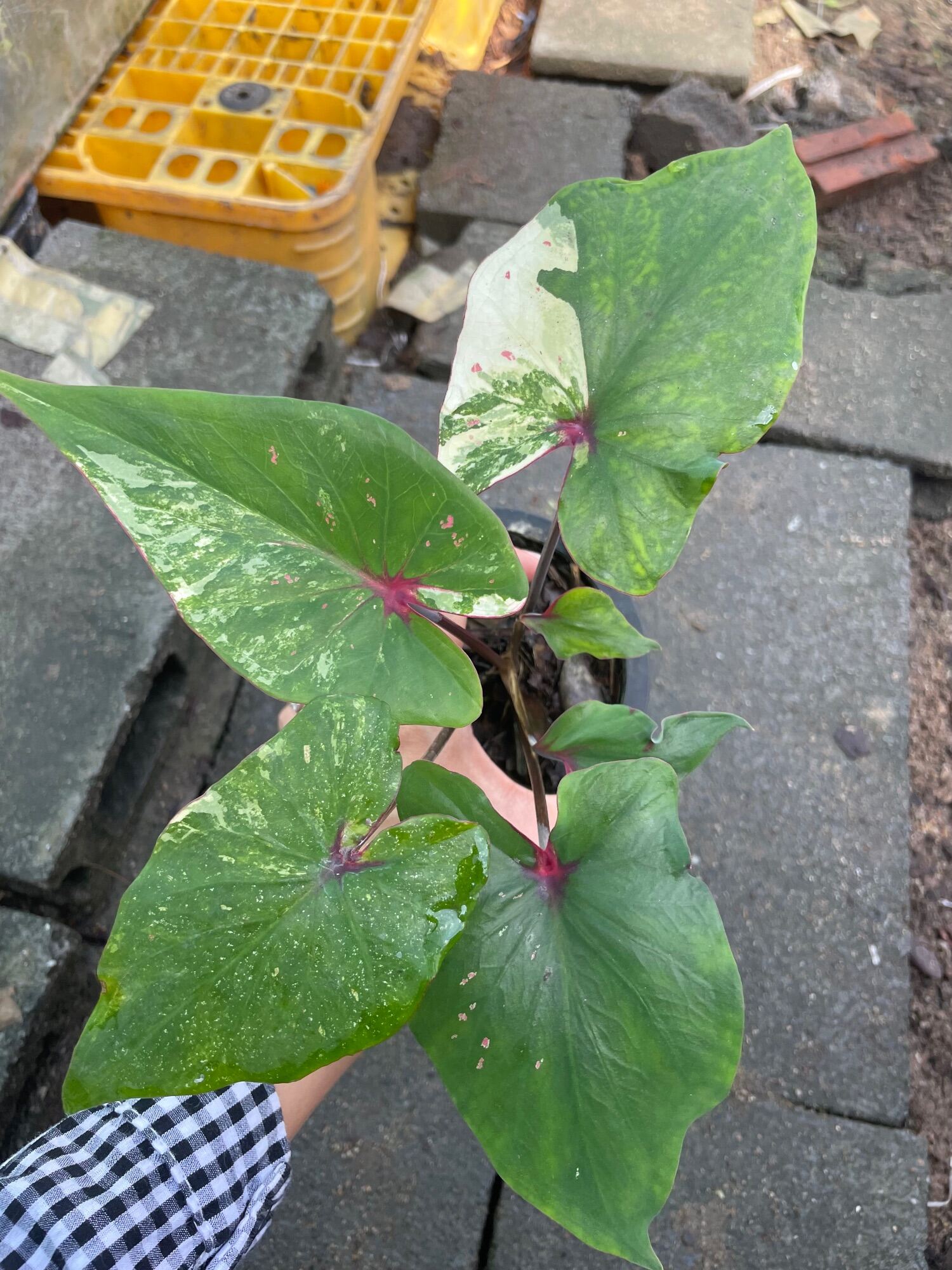 บอนสีเทพอักษรา(ขายตามภาพ) | Lazada.co.th