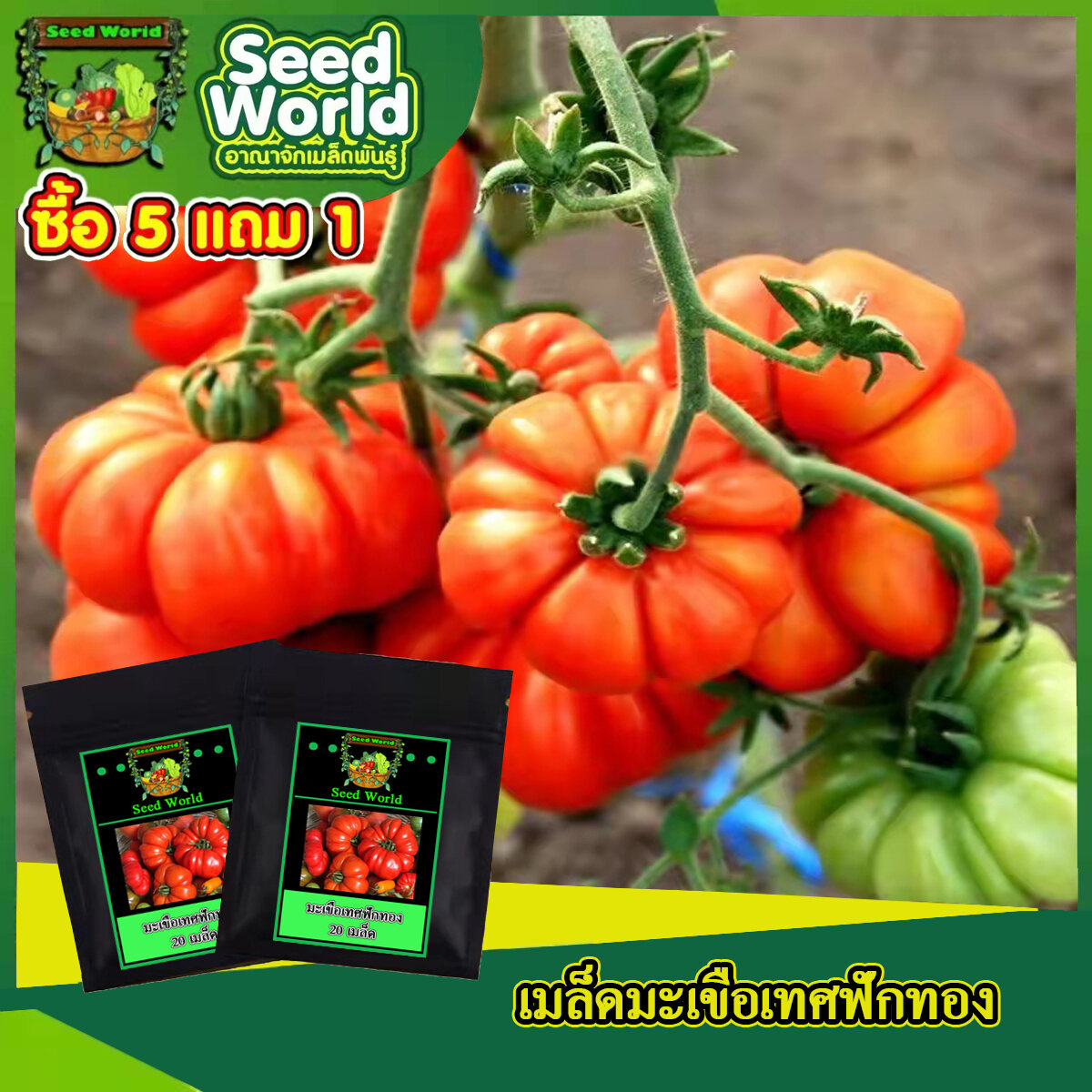 เมล็ดพันธุ์มะเขือเทศฟักทองยักษ์ พันธุ์เนื้อ 20เมล็ด เมล็ดพันธุ์นอกนำเข้า รสชาติเปรี้ยวอมหวาน ...