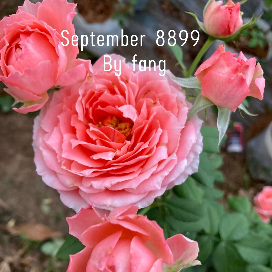 กุหลาบปริ้นซ์เซสซากุระถุงขาว (Princess Sakura Rose) เป็นกุหลาบพุ่มเล็ก ...