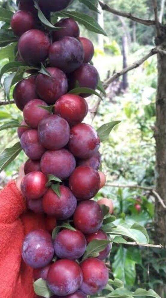 ต้นเชอรี่ดอยหรือต้นลูกไหน รสหวานอมเปรี้ยว สูง60-80ซ.ม - red_tree - ThaiPick