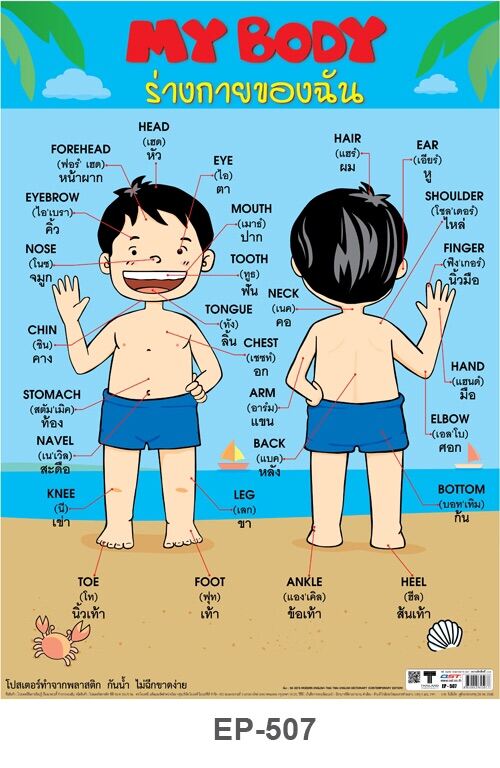 สื่อการเรียนรู้ โปสเตอร์ PP My Body ร่างกายของฉัน (50x70cm.) | Lazada.co.th
